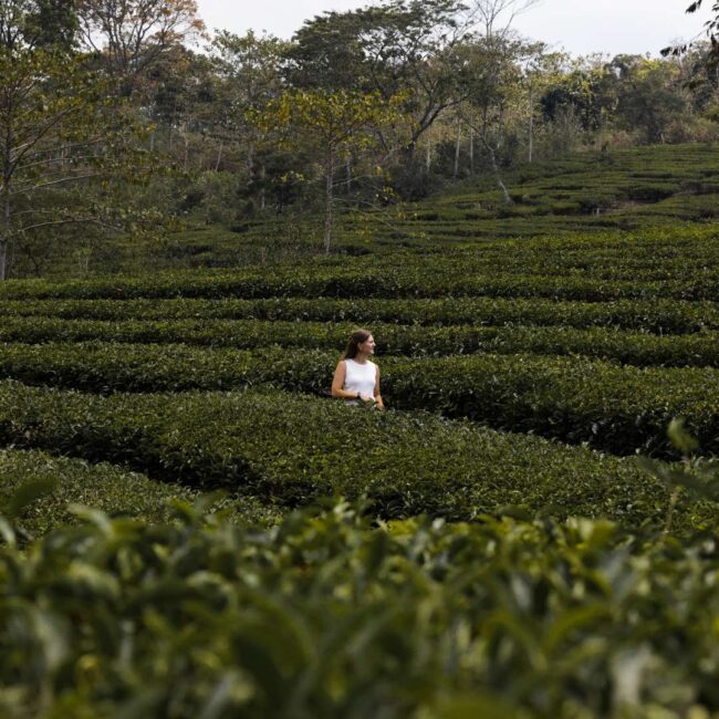Emergency Radio Orange with Powerbank & Flashlight - Solar & Hand Crank ...